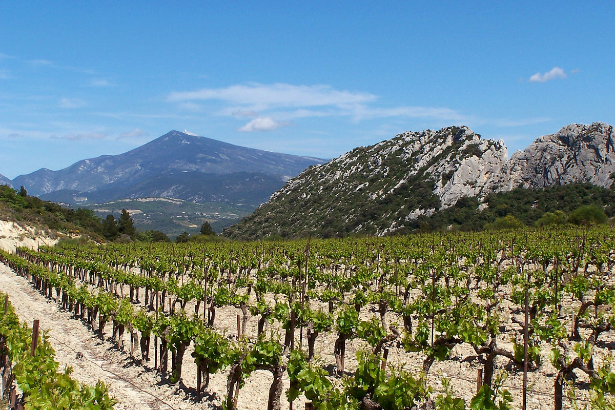 Rhône Wine | French Rhone wine | GSM grapes – Wine To Love